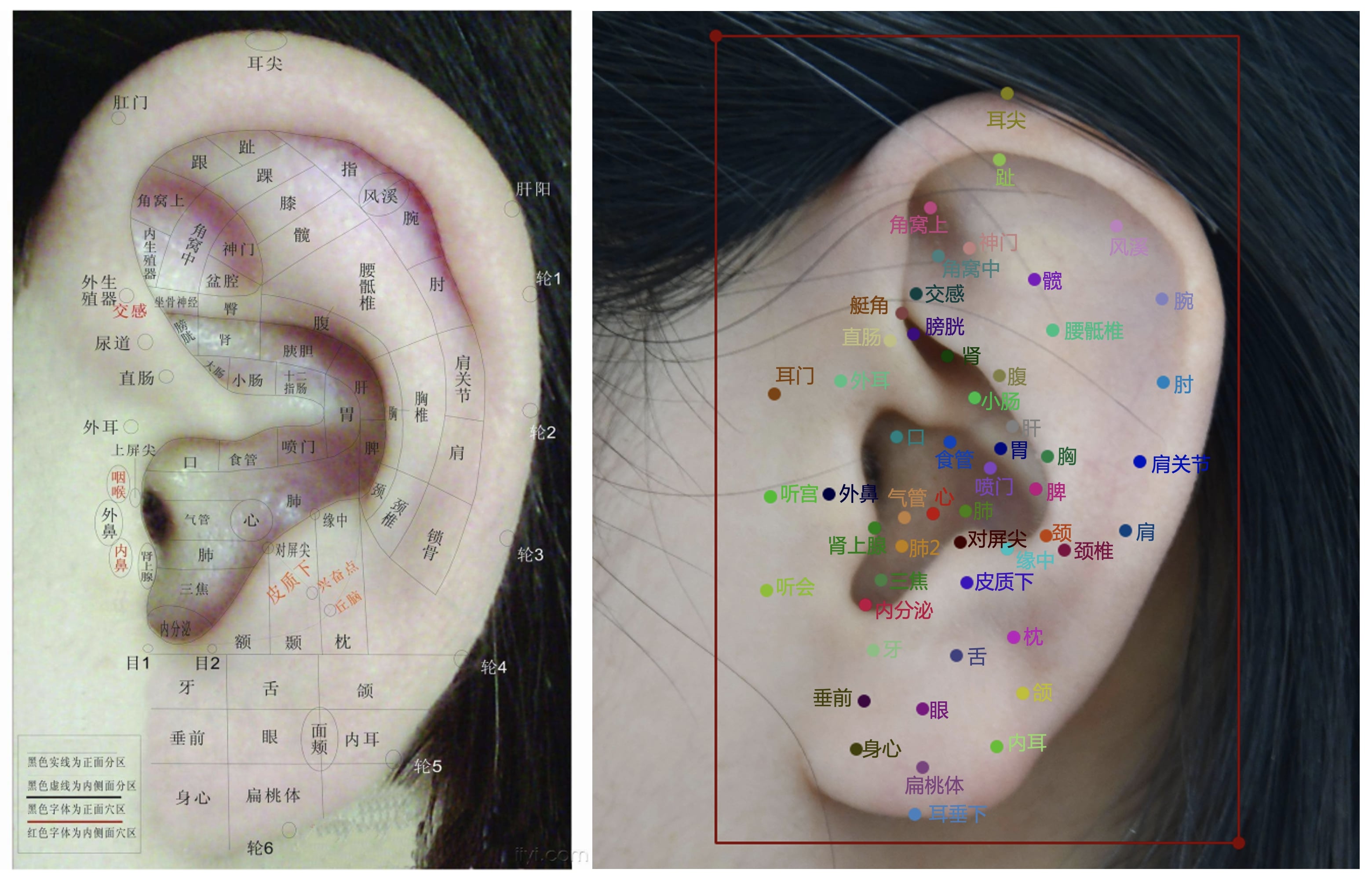 GitHub - TommyZihao/PointWise_Body: 气贯AI：中医人工智能图像识别
